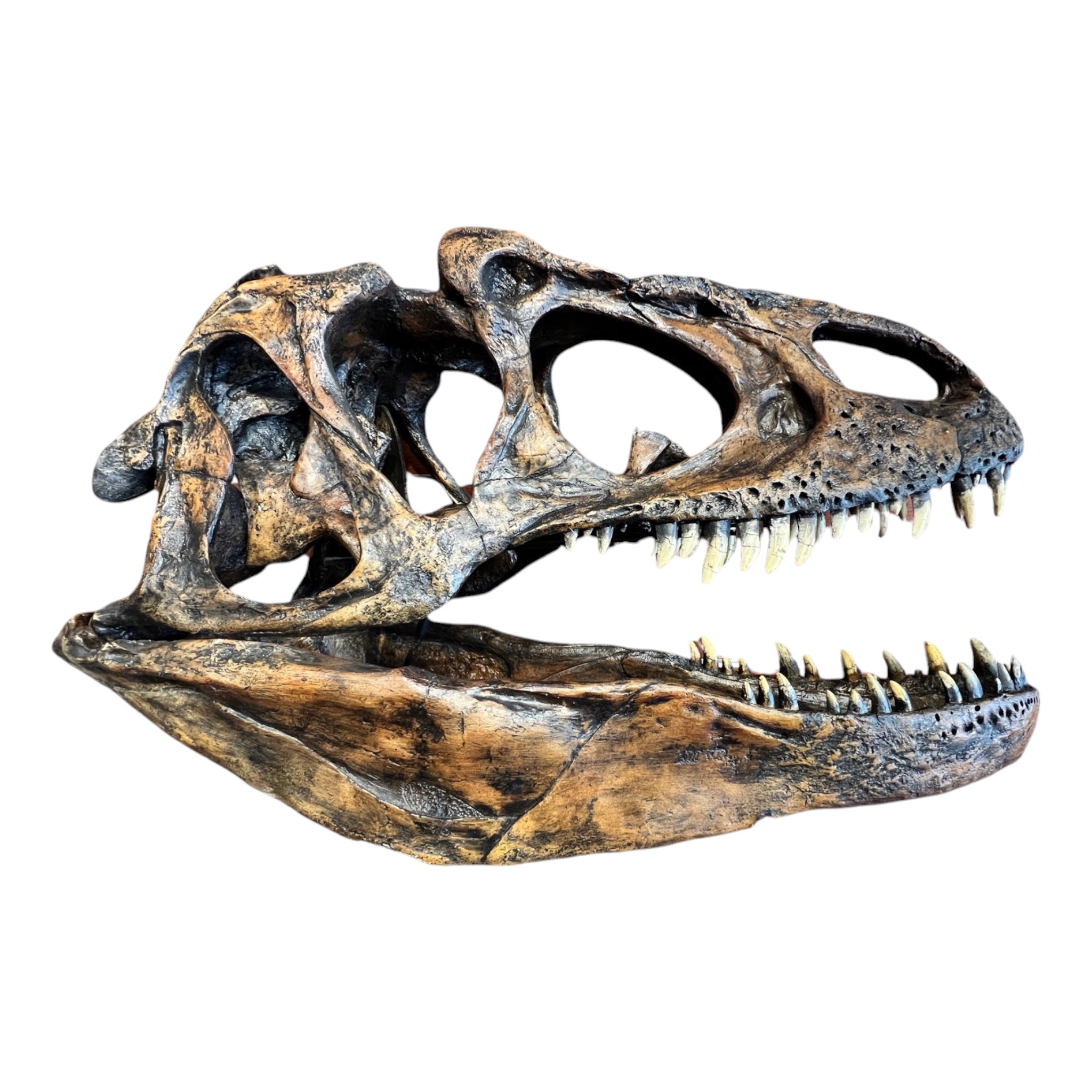 Explore Fossil Replicas of Dinosaurs & Extinct Creatures – Tyrannostorus