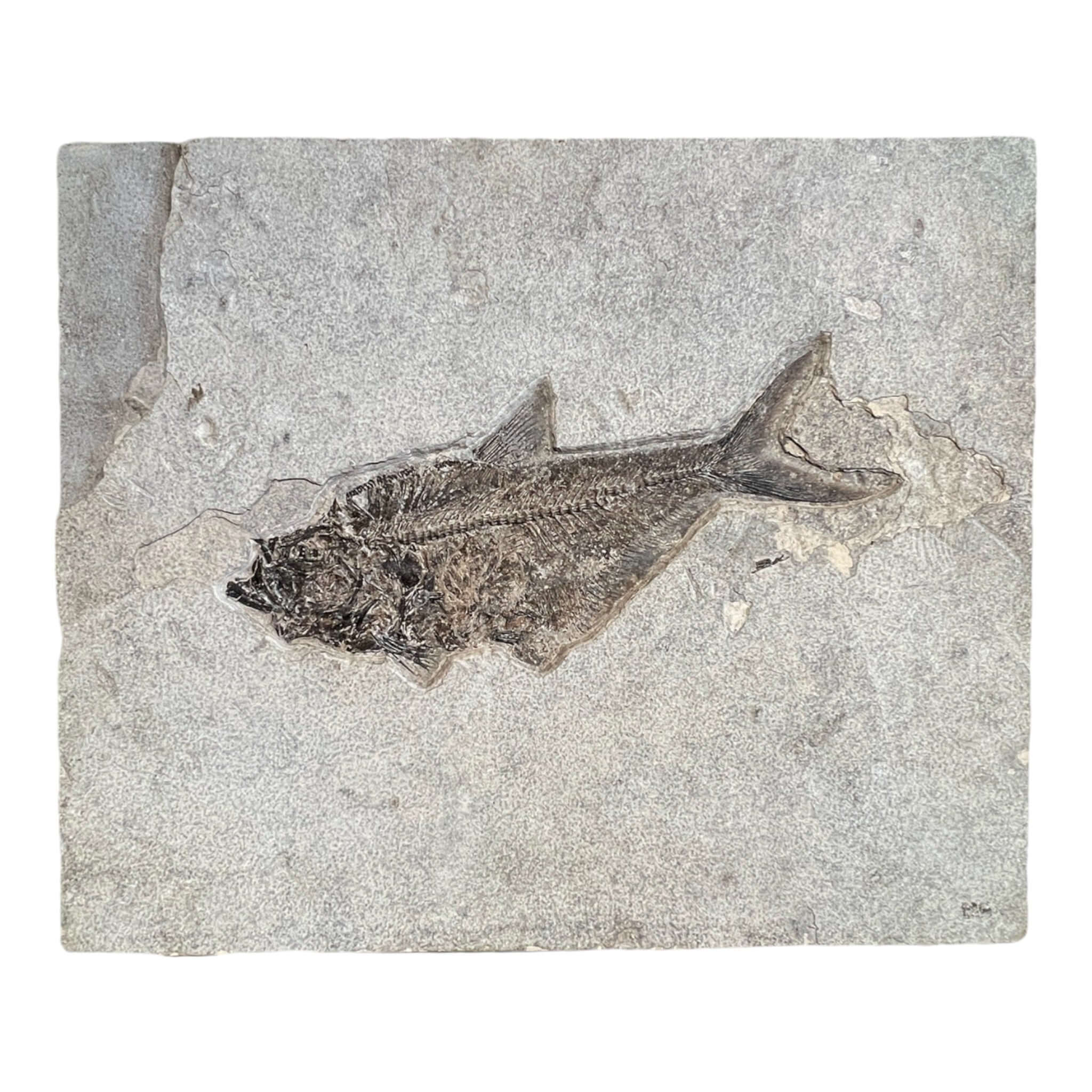Fish Collection - Fossils, Toys, and Plushies for All Ages – Tyrannostorus
