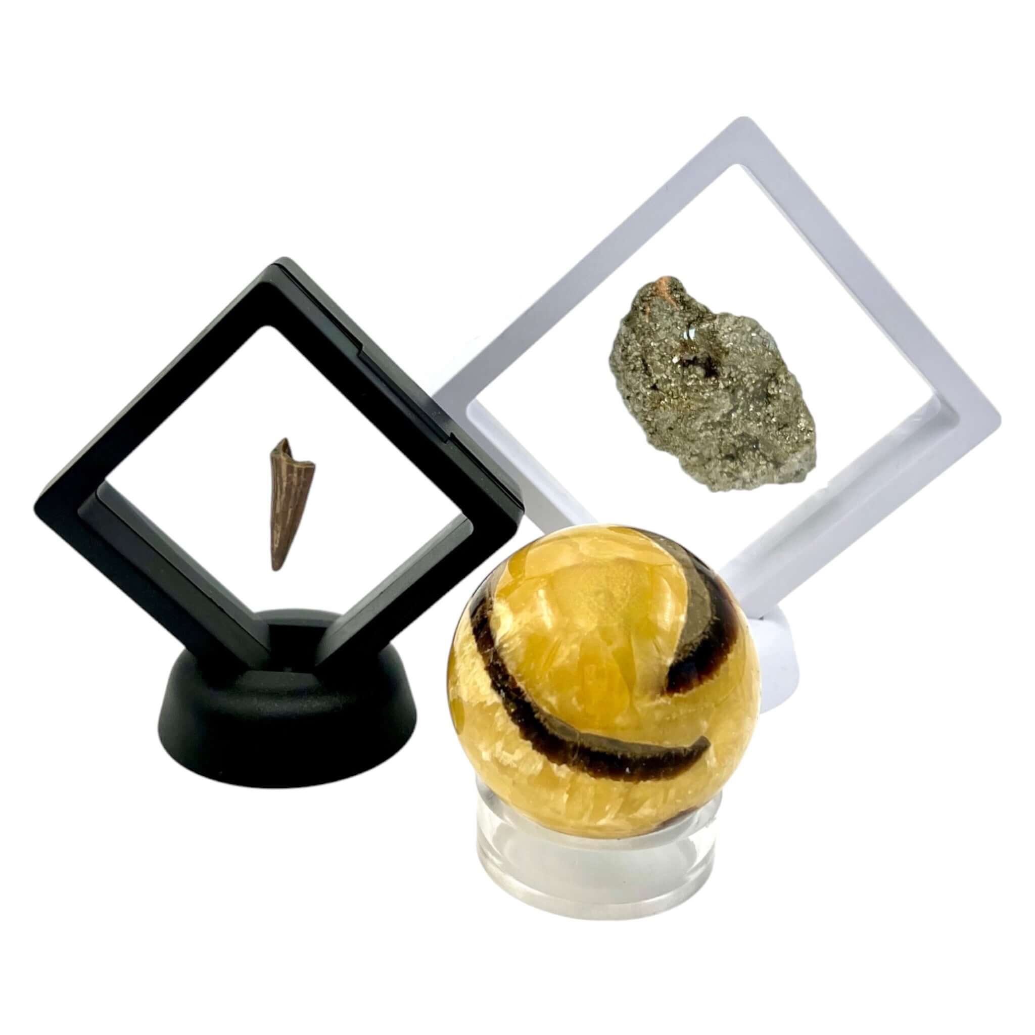 Display Cases & Stands to Showcase Rocks and Fossils – Tyrannostorus