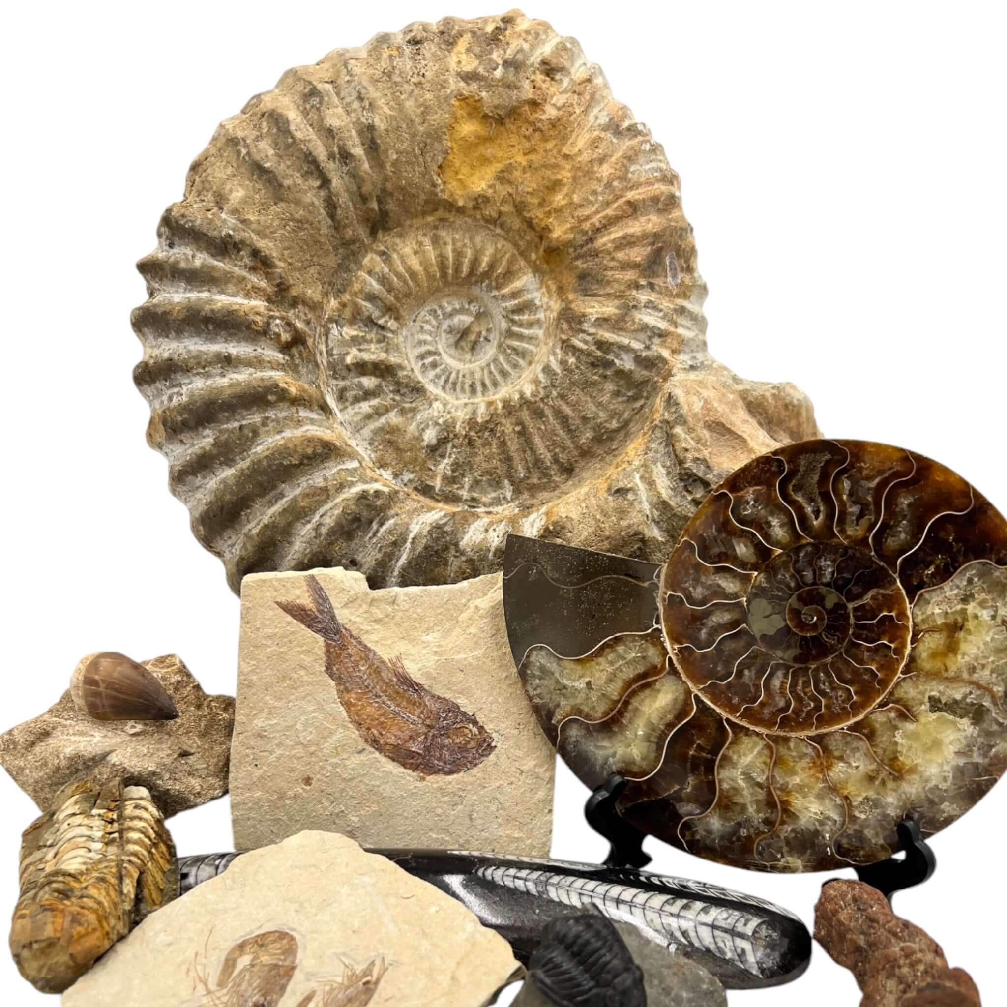 Shop for Authentic Fossils at Tyrannostorus