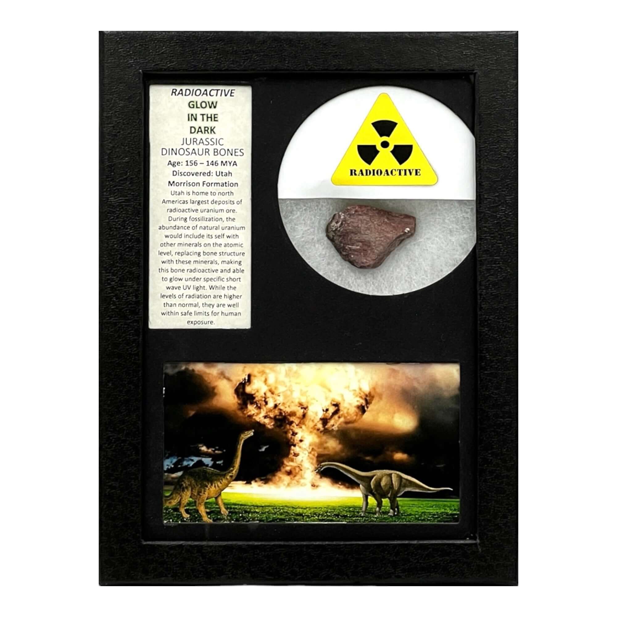 Display Boxes - Showcase Priceless Treasures – Tyrannostorus
