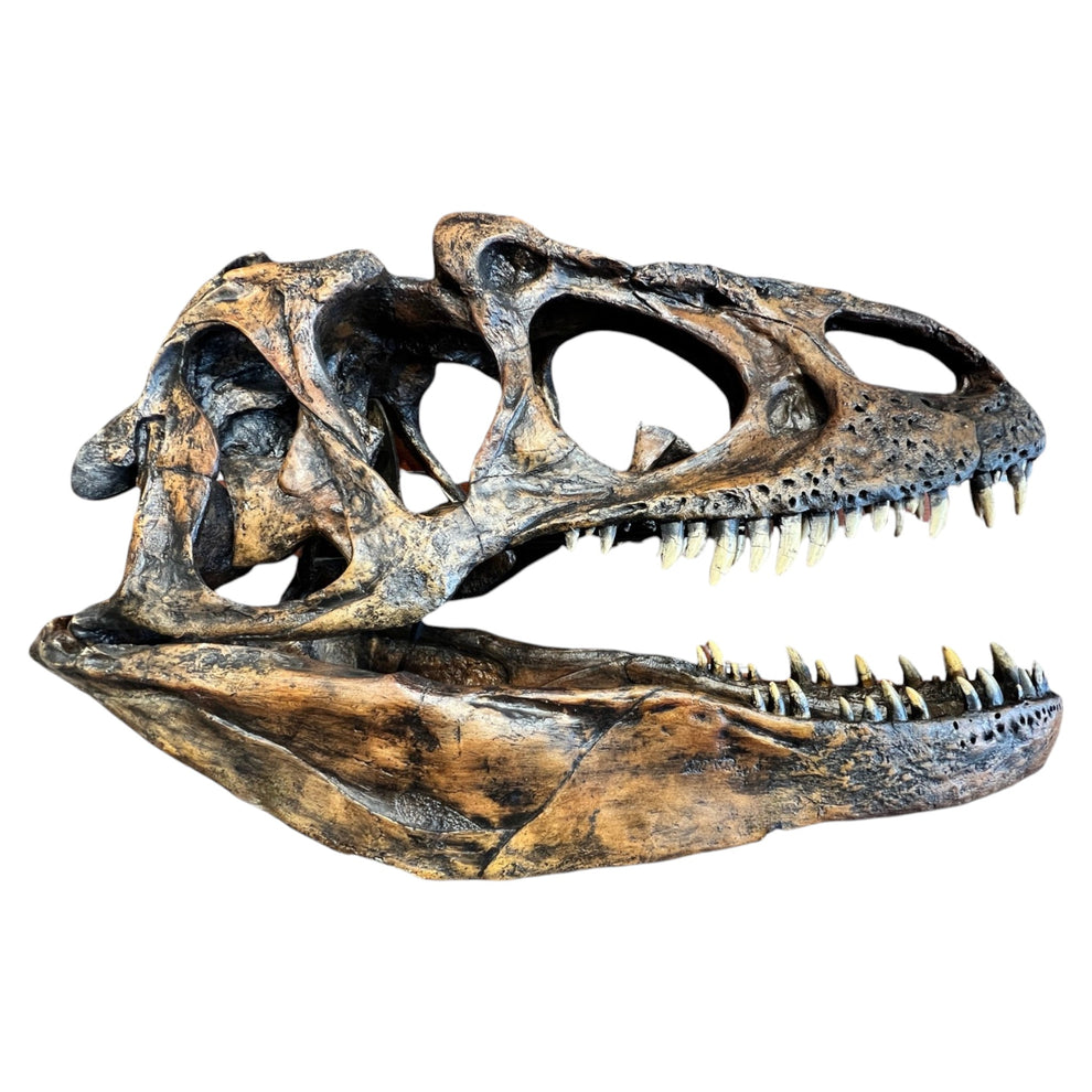 Allosaurus Skull Replica with Stand – Museum Quality Cast – Tyrannostorus