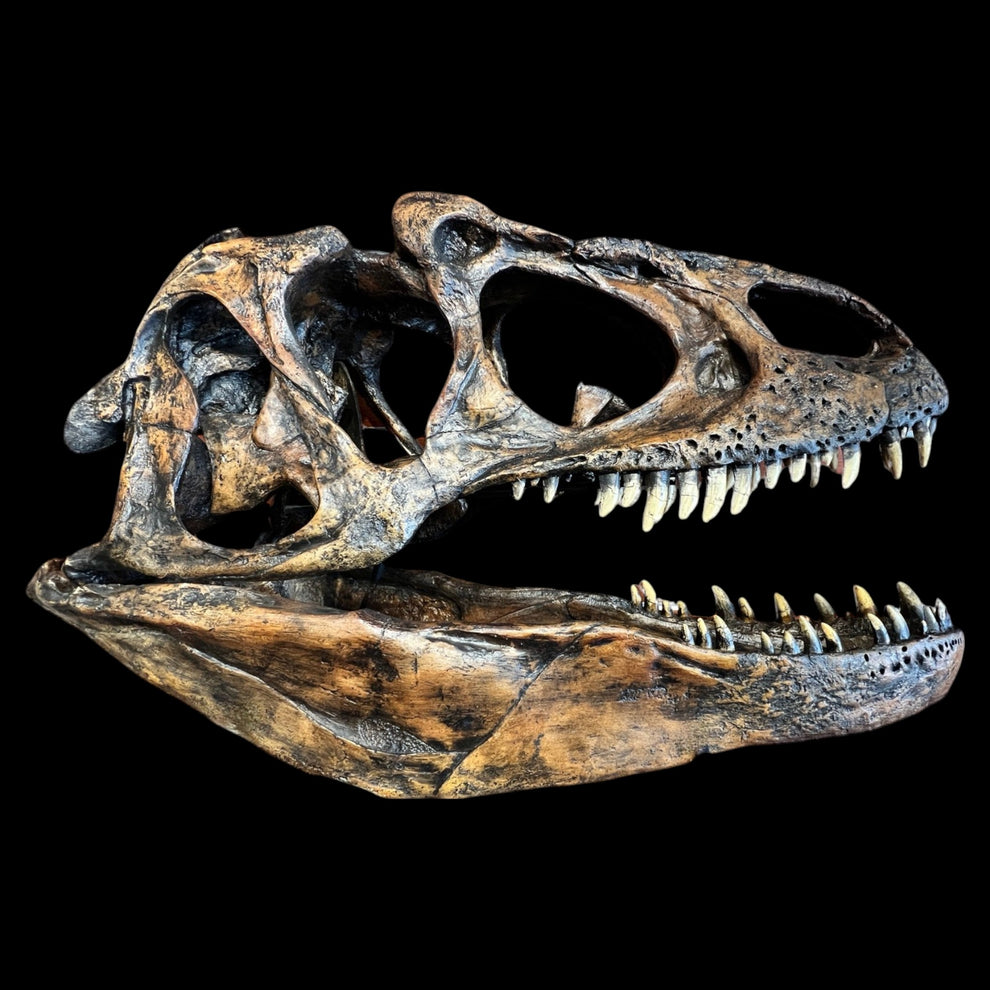 Allosaurus Skull Replica with Stand – Museum Quality Cast – Tyrannostorus