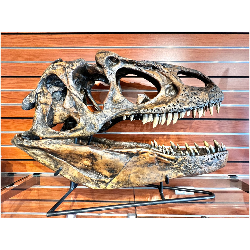 Allosaurus Skull Replica with Stand – Museum Quality Cast – Tyrannostorus