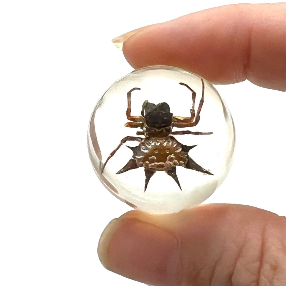 Stunning Bug Boxes: Beautiful Preserved Insects – Tyrannostorus