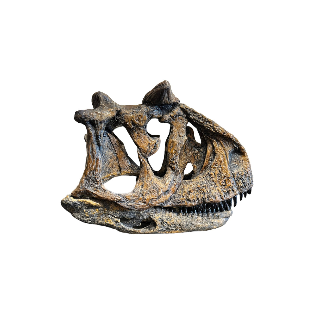 Skull Replica (Carnotaurus) – Tyrannostorus