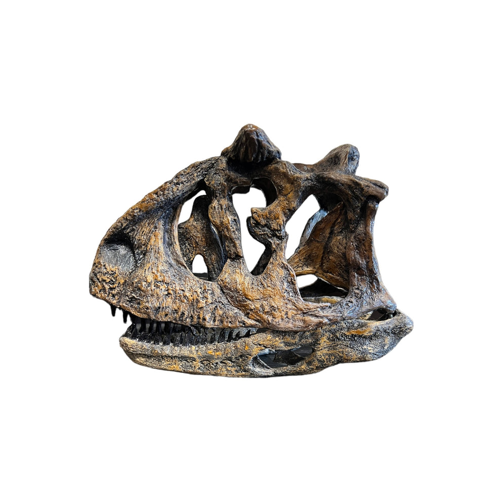 Skull Replica (Carnotaurus) – Tyrannostorus
