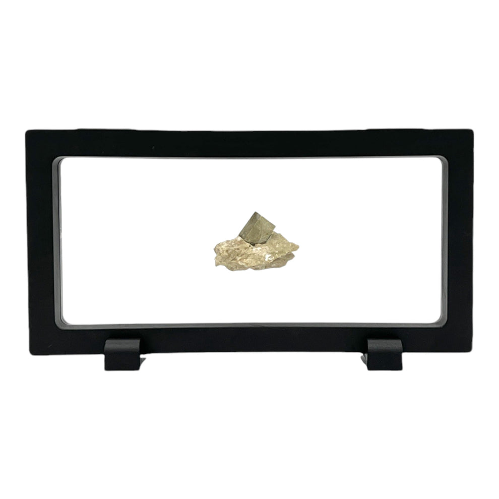 Floating Display Case (Rectangle) – Tyrannostorus