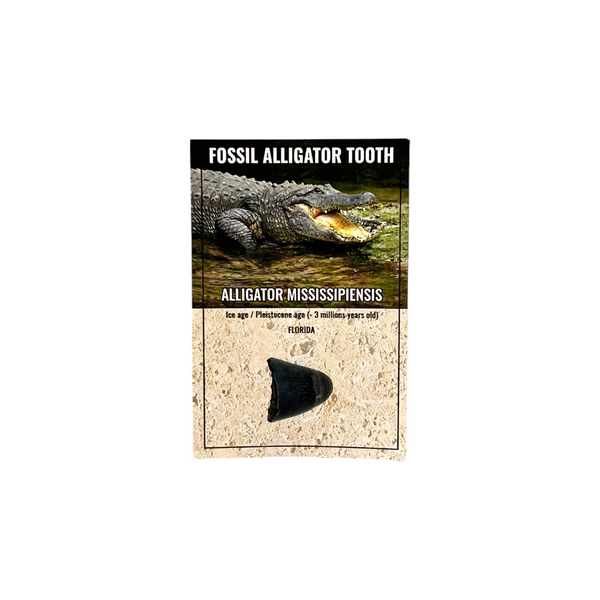 Fossil Alligator Tooth - American Alligator – Tyrannostorus
