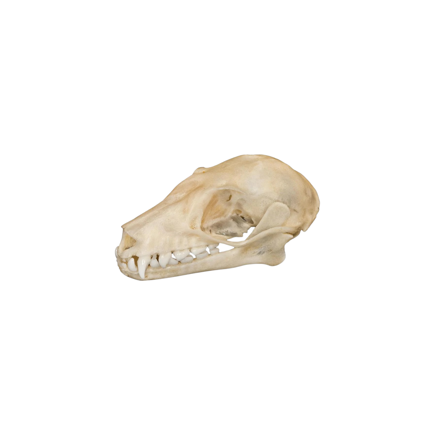 Authentic Fruit Bat Skull Ethically Sourced Specimen – Tyrannostorus