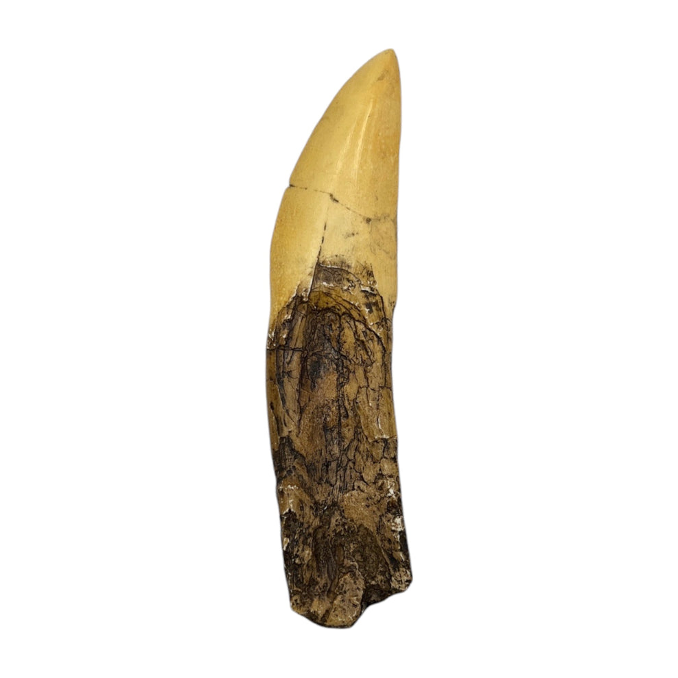 Tooth Replica (Giganotosaurus) – Tyrannostorus