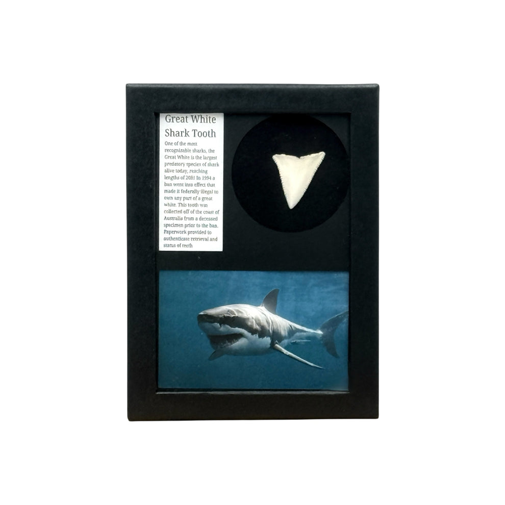 Genuine Great White Shark Tooth in Display Box – Rare 1975 Specimen ...