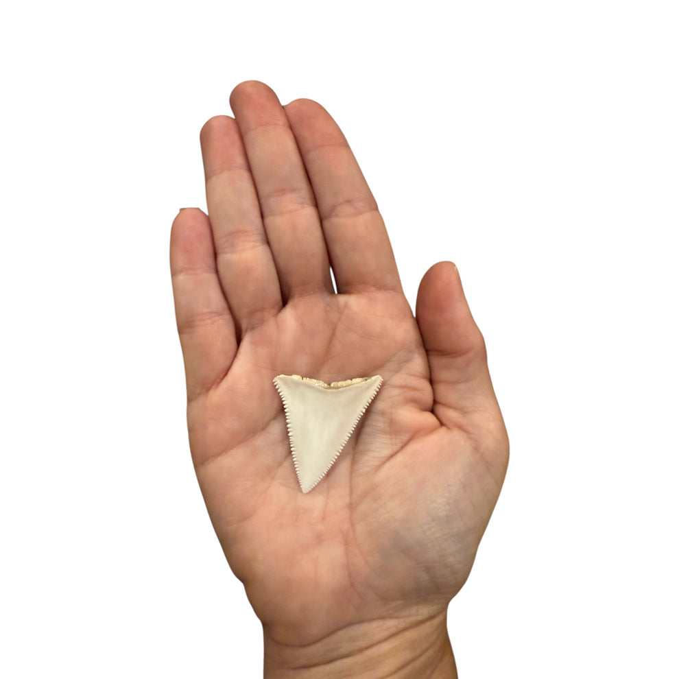 Genuine Great White Shark Tooth in Display Box – Rare 1975 Specimen ...