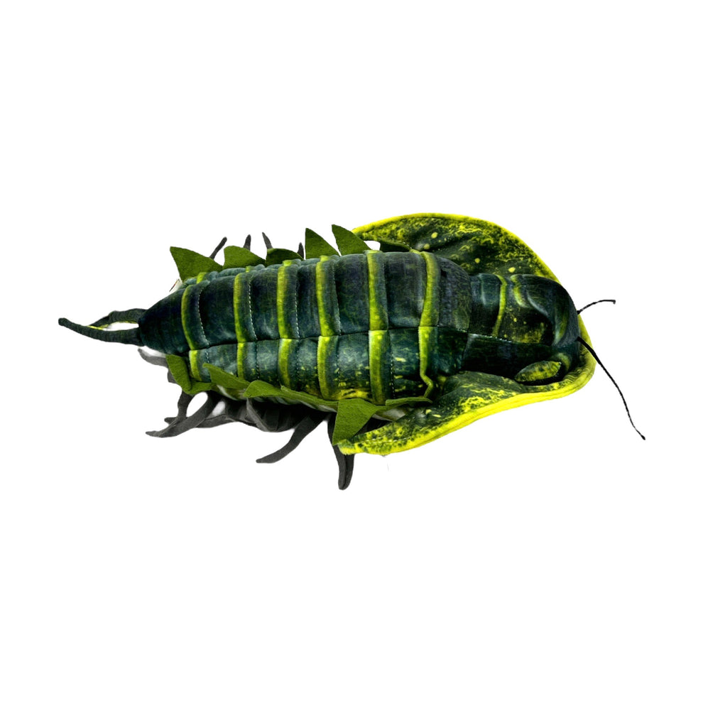 Trilobite Plush - Soft and Cute Prehistoric Companion – Tyrannostorus