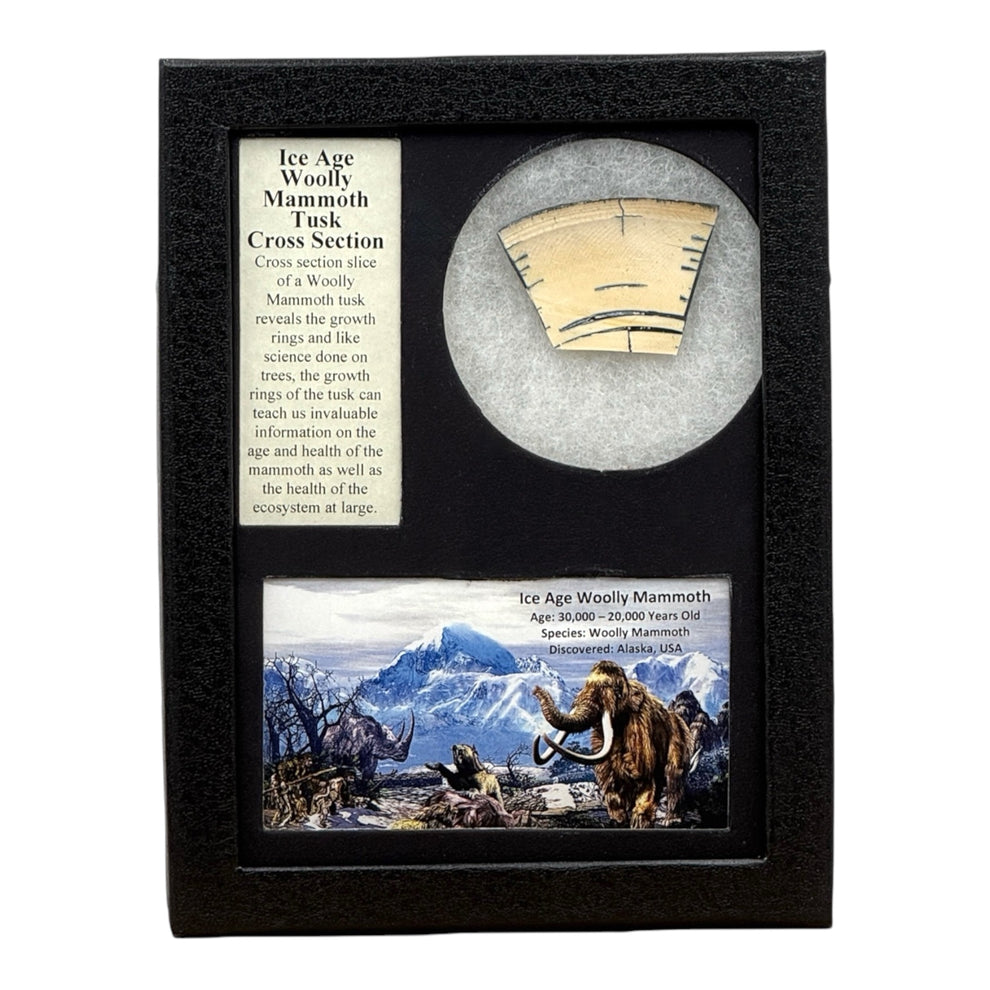 Woolly Mammoth Tusk Display – Tyrannostorus