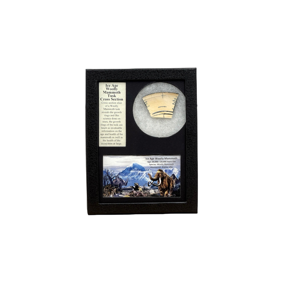 Woolly Mammoth Tusk Display – Tyrannostorus
