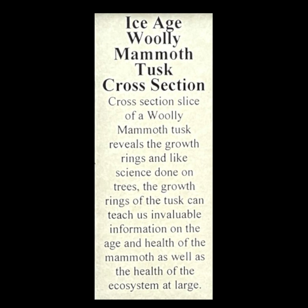 Woolly Mammoth Tusk Display – Tyrannostorus