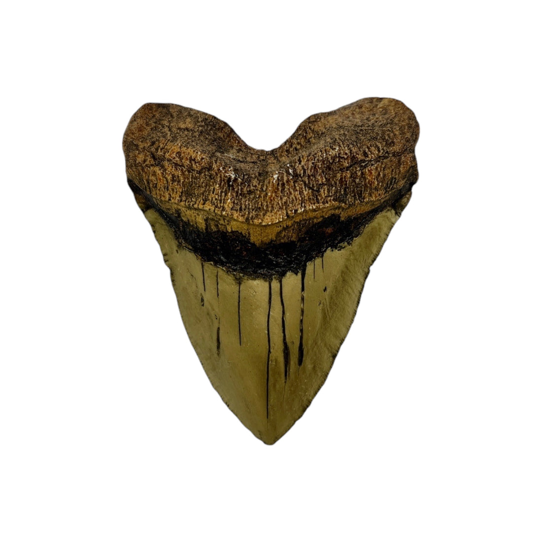 Tooth Replica (Megalodon) – Tyrannostorus