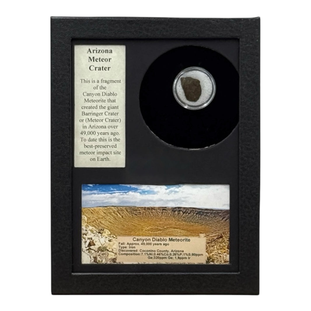 Display Boxes - Showcase Priceless Treasures – Tyrannostorus