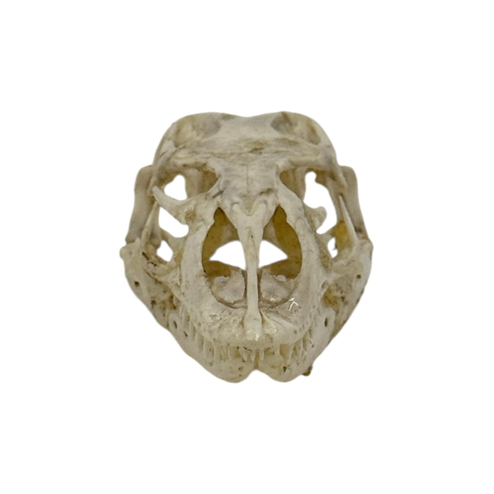 Authentic Monitor Lizard Skull – Tyrannostorus