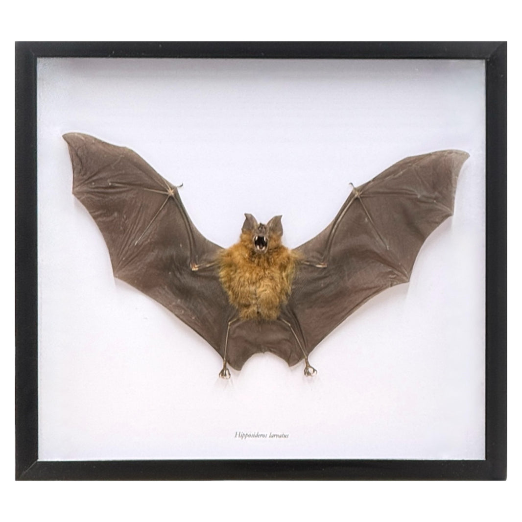 Stunning Bug Boxes: Beautiful Preserved Insects – Tyrannostorus
