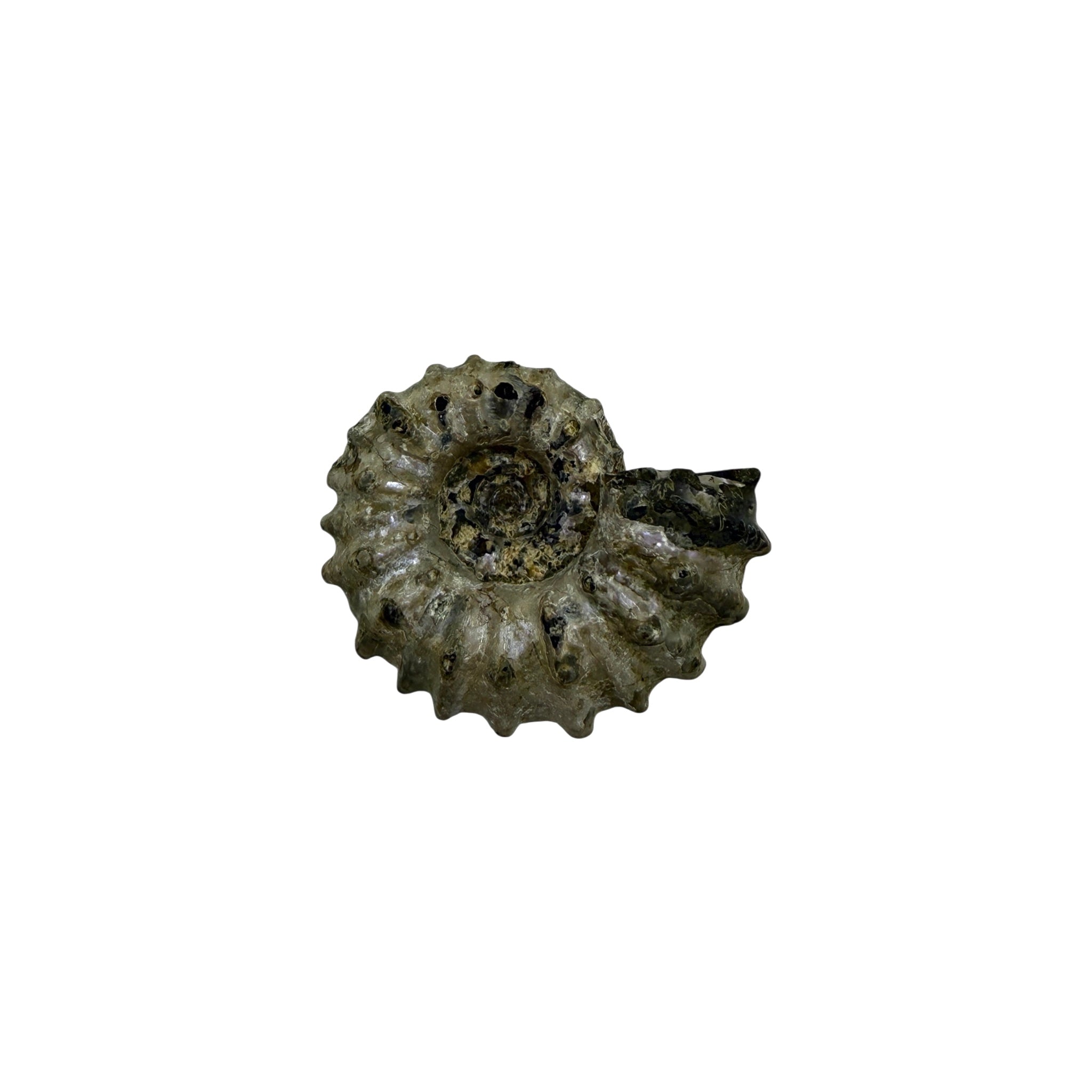Small Spiny Ammonite Fossil – Genuine Prehistoric Specimen – Tyrannostorus
