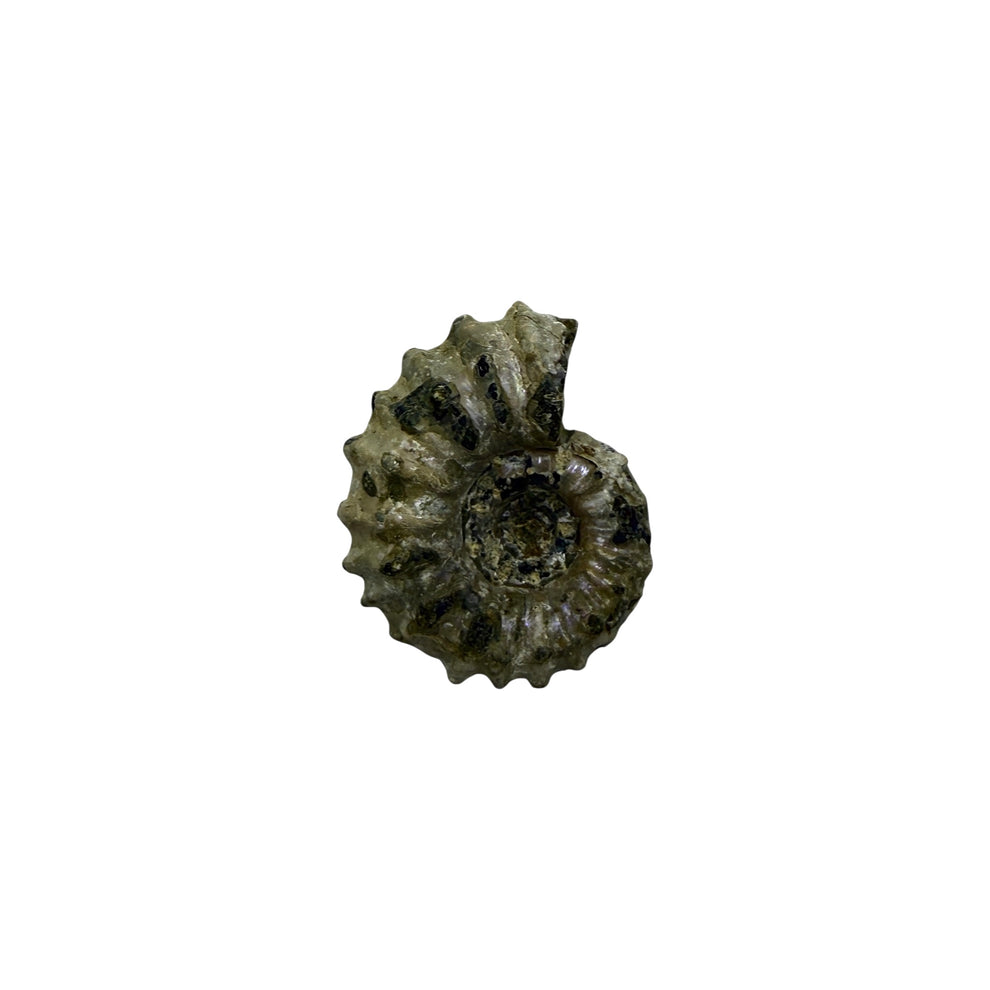 Small Spiny Ammonite Fossil – Genuine Prehistoric Specimen – Tyrannostorus