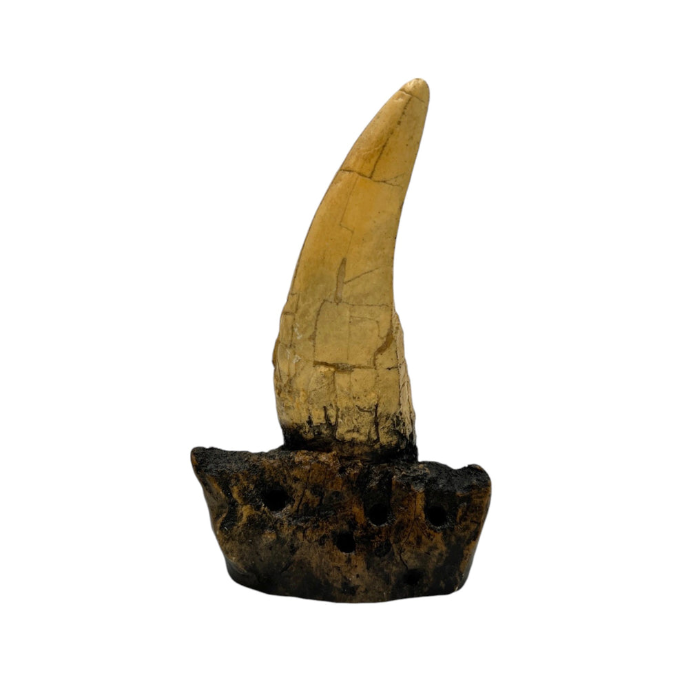 Tooth Replica (T.Rex Tooth in Base) – Tyrannostorus