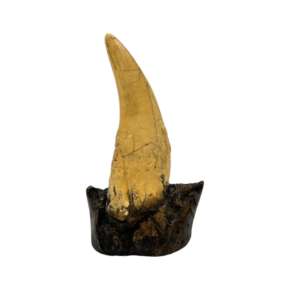Tooth Replica (T.Rex Tooth in Base) – Tyrannostorus