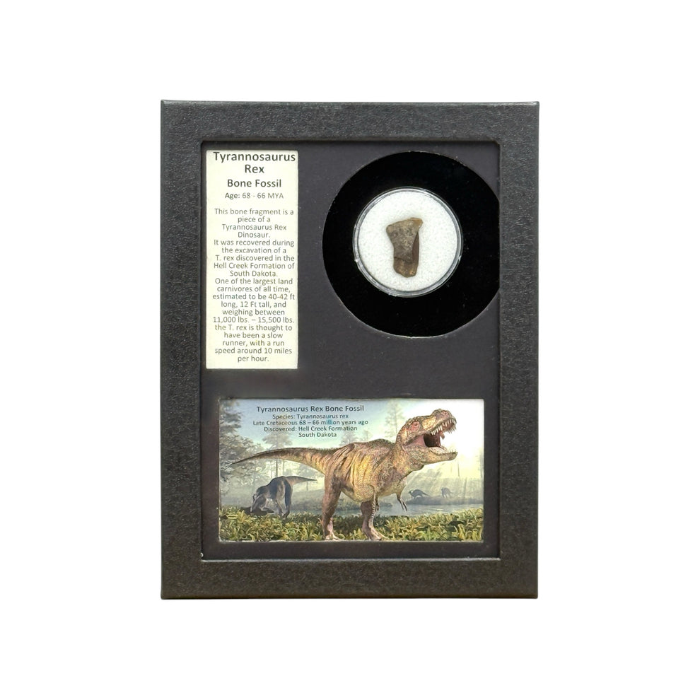 T-Rex Bone Display - Authentic Dinosaur Fossil – Tyrannostorus