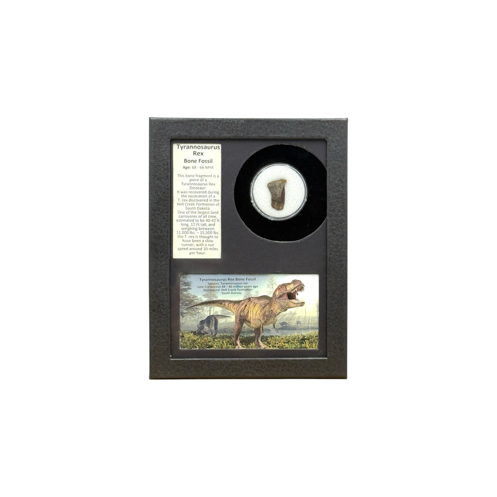T-Rex Bone Display - Authentic Dinosaur Fossil – Tyrannostorus