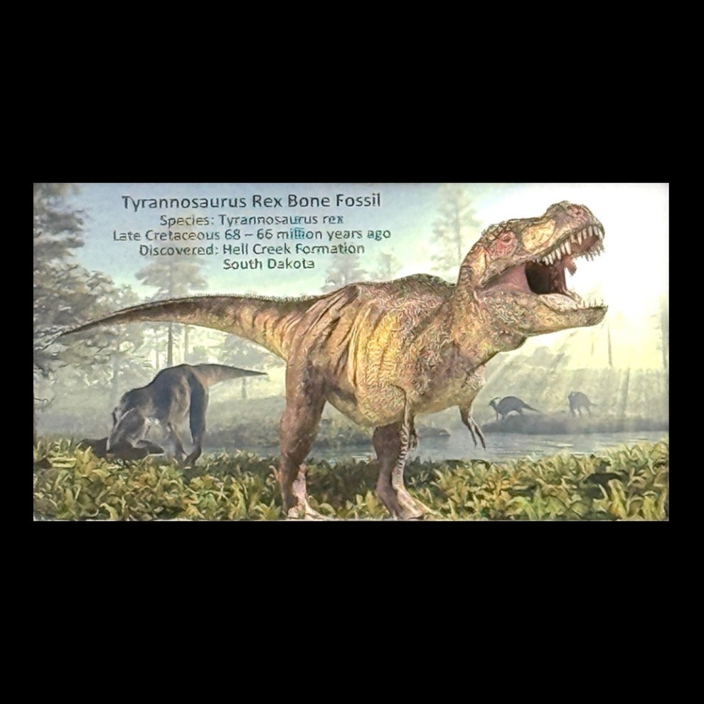 T-Rex Bone Display - Authentic Dinosaur Fossil – Tyrannostorus