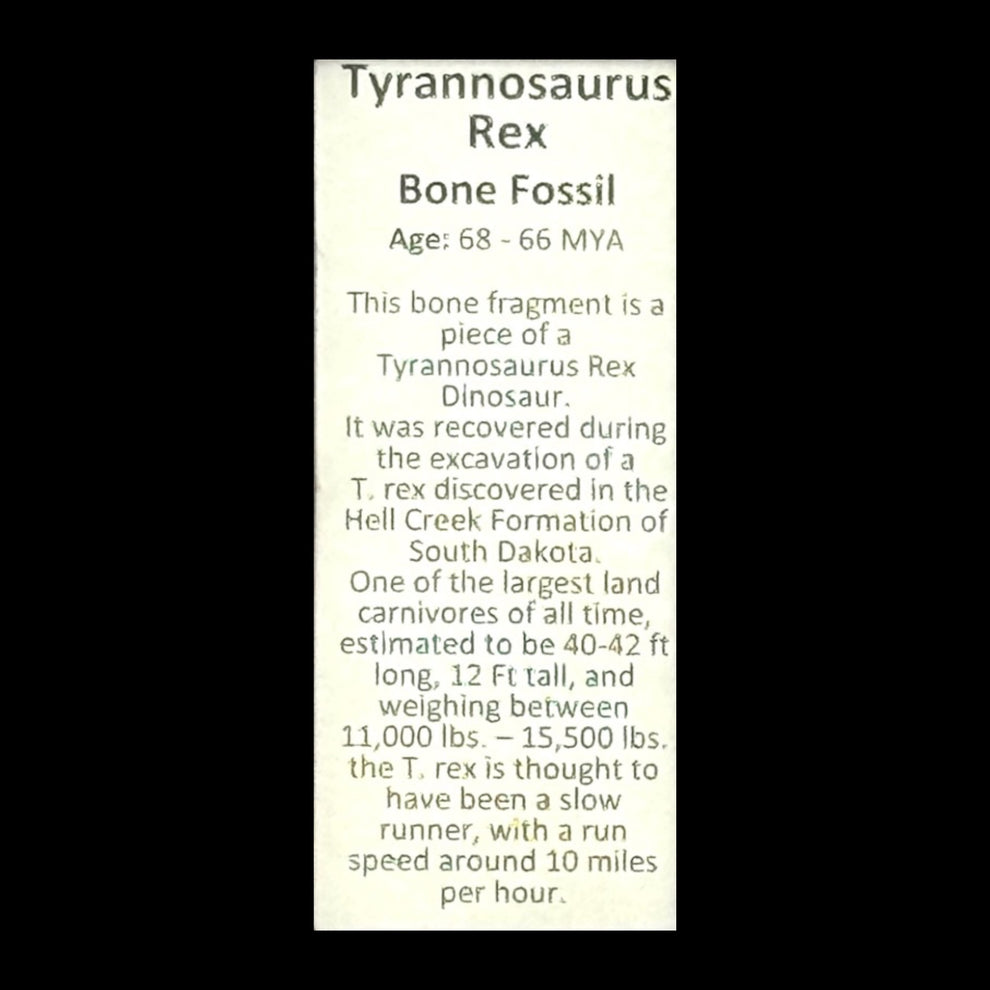 T-Rex Bone Display - Authentic Dinosaur Fossil – Tyrannostorus