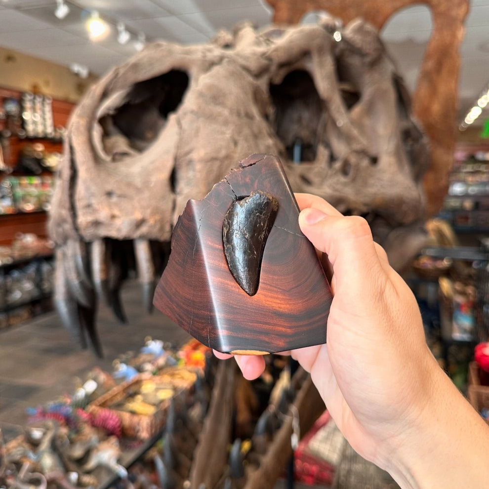 Fossilized Dinosaur Tooth (Tyrannosaurus rex, 2") – Tyrannostorus