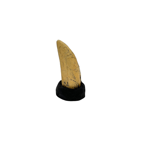 Tooth Replica (T.Rex Tooth with Base) – Tyrannostorus