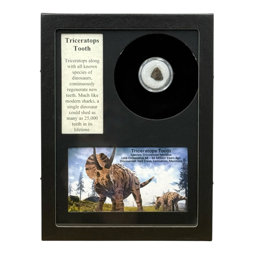 Triceratops Tooth Display – Tyrannostorus