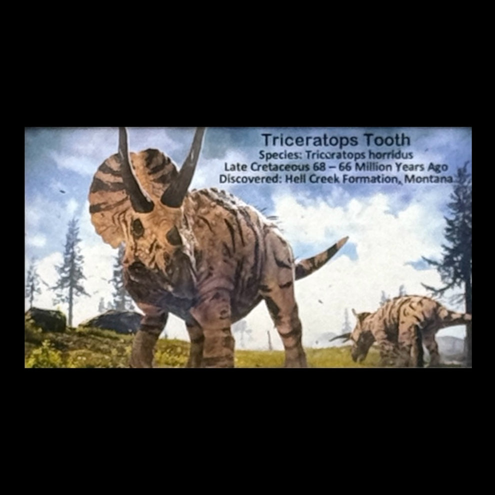 Triceratops Tooth Display – Tyrannostorus