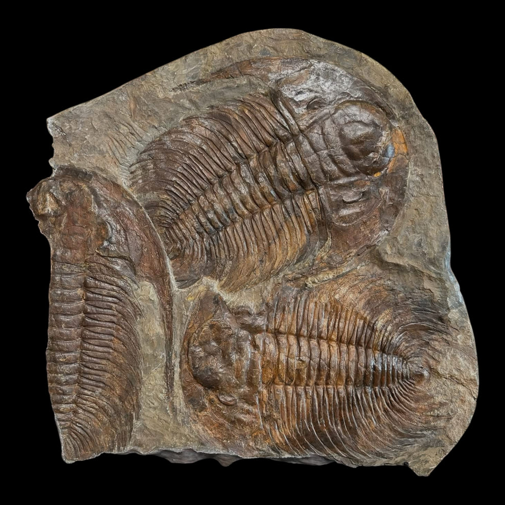 Acadoparadoxides Trilobite Slab with Three Giant Cambrian Fossils ...