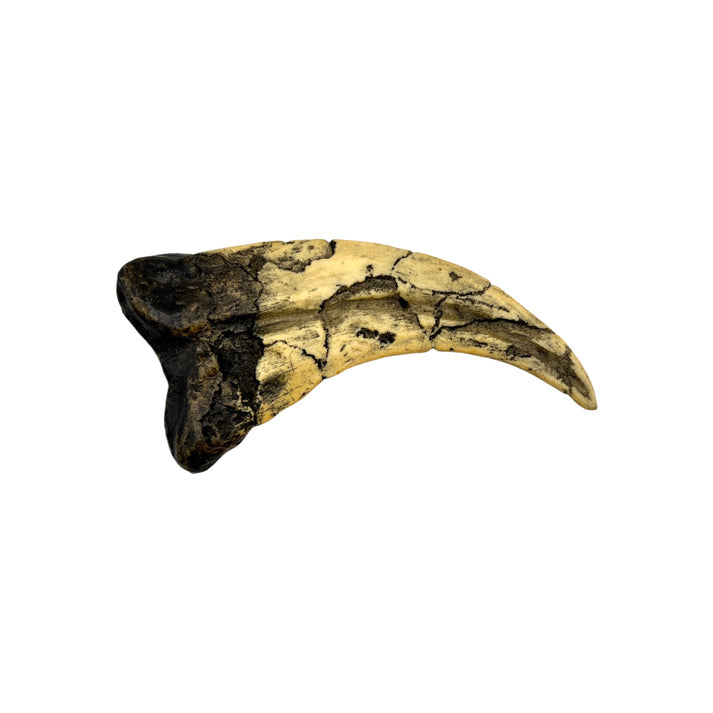 Utahraptor Claw Replica – Museum-Quality Cast – Tyrannostorus