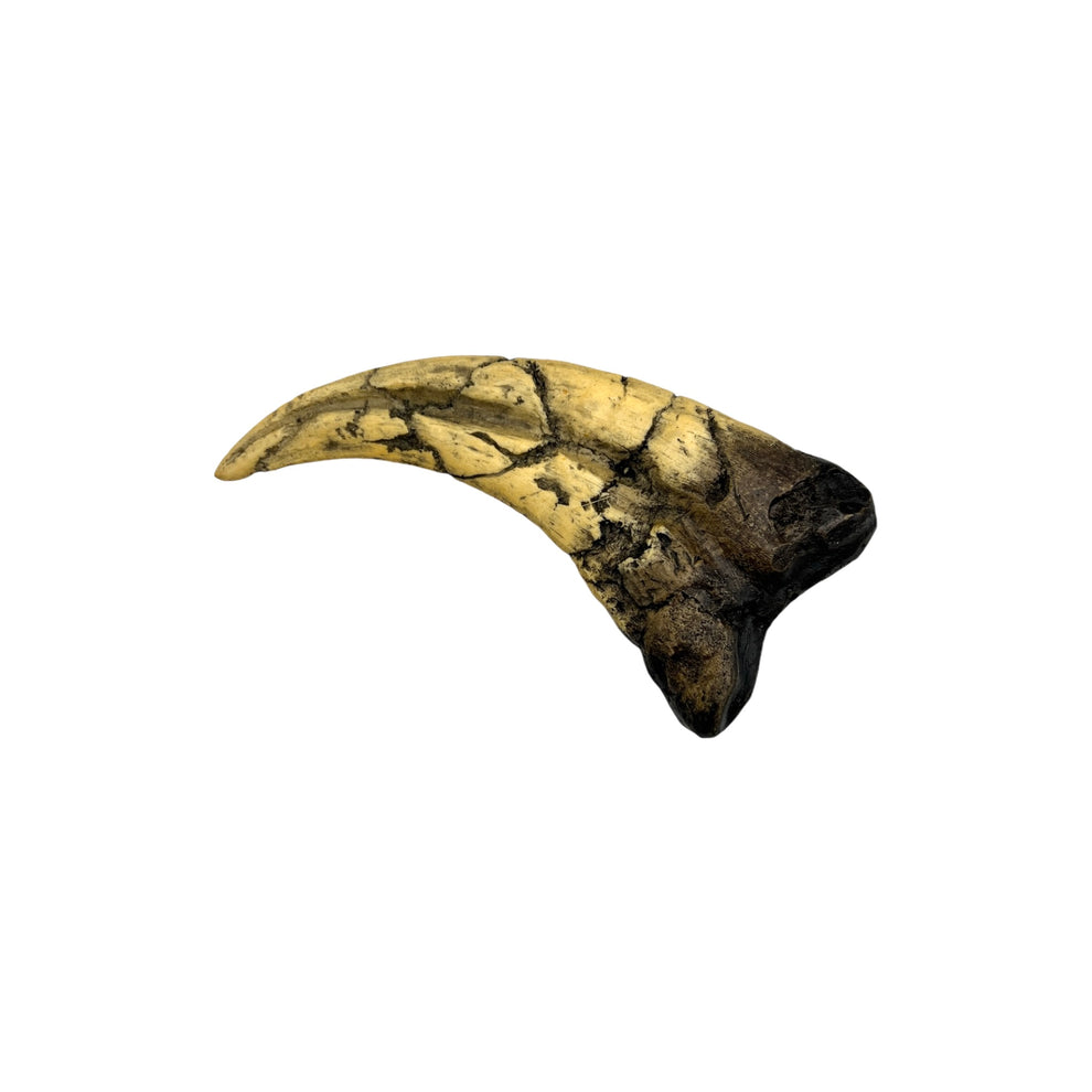 Utahraptor Claw Replica – Museum-Quality Cast – Tyrannostorus