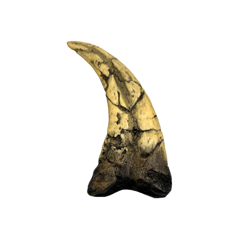 Utahraptor Claw Replica – Museum-Quality Cast – Tyrannostorus