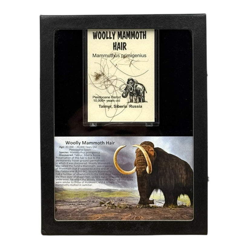 Woolly Mammoth Hair Display – Tyrannostorus