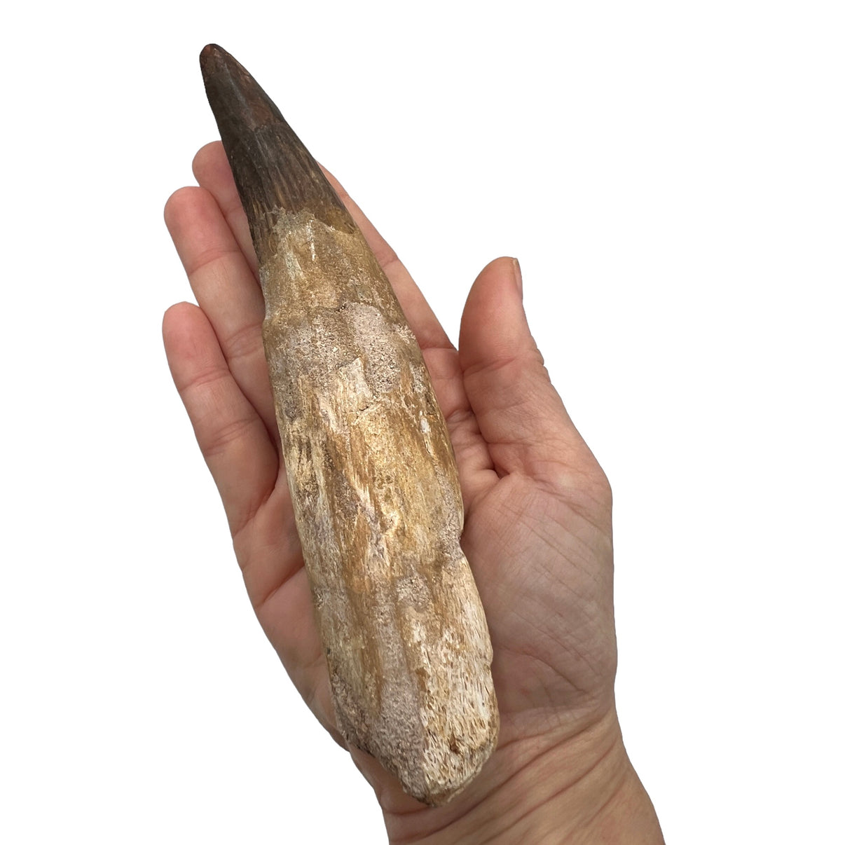 Fossilized Dinosaur Tooth (Spinosaurus, 6-7") – Tyrannostorus
